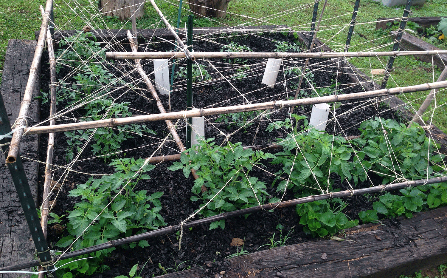 My Tomatoes - Adam's Garden of Eatin'
