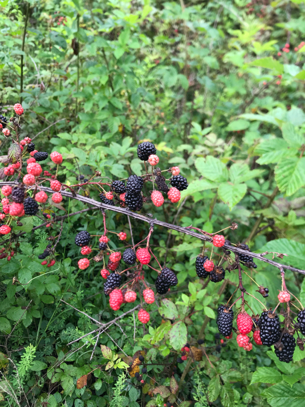 Berry Pickin' - Adam's Garden of Eatin'