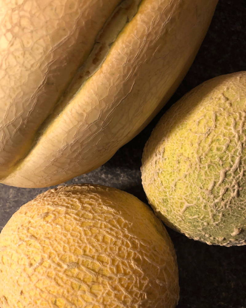 How to Grow Melons From Seed - Adam's Garden of Eatin'