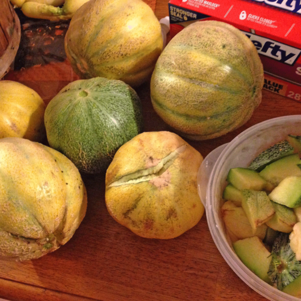 How to Grow Melons From Seed - Adam's Garden of Eatin'