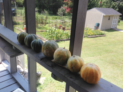 How to Grow Melons From Seed - Adam's Garden of Eatin'